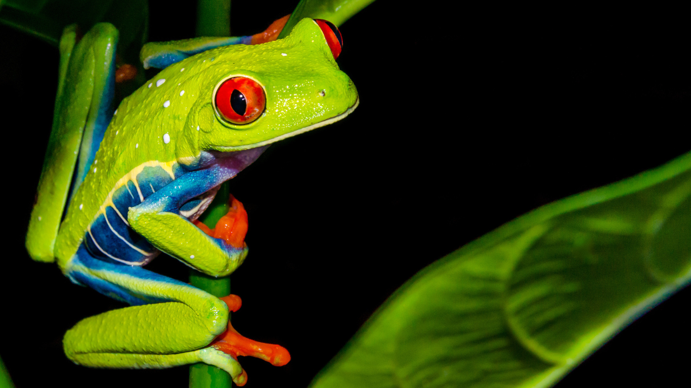 TNFD Adopters – TNFD