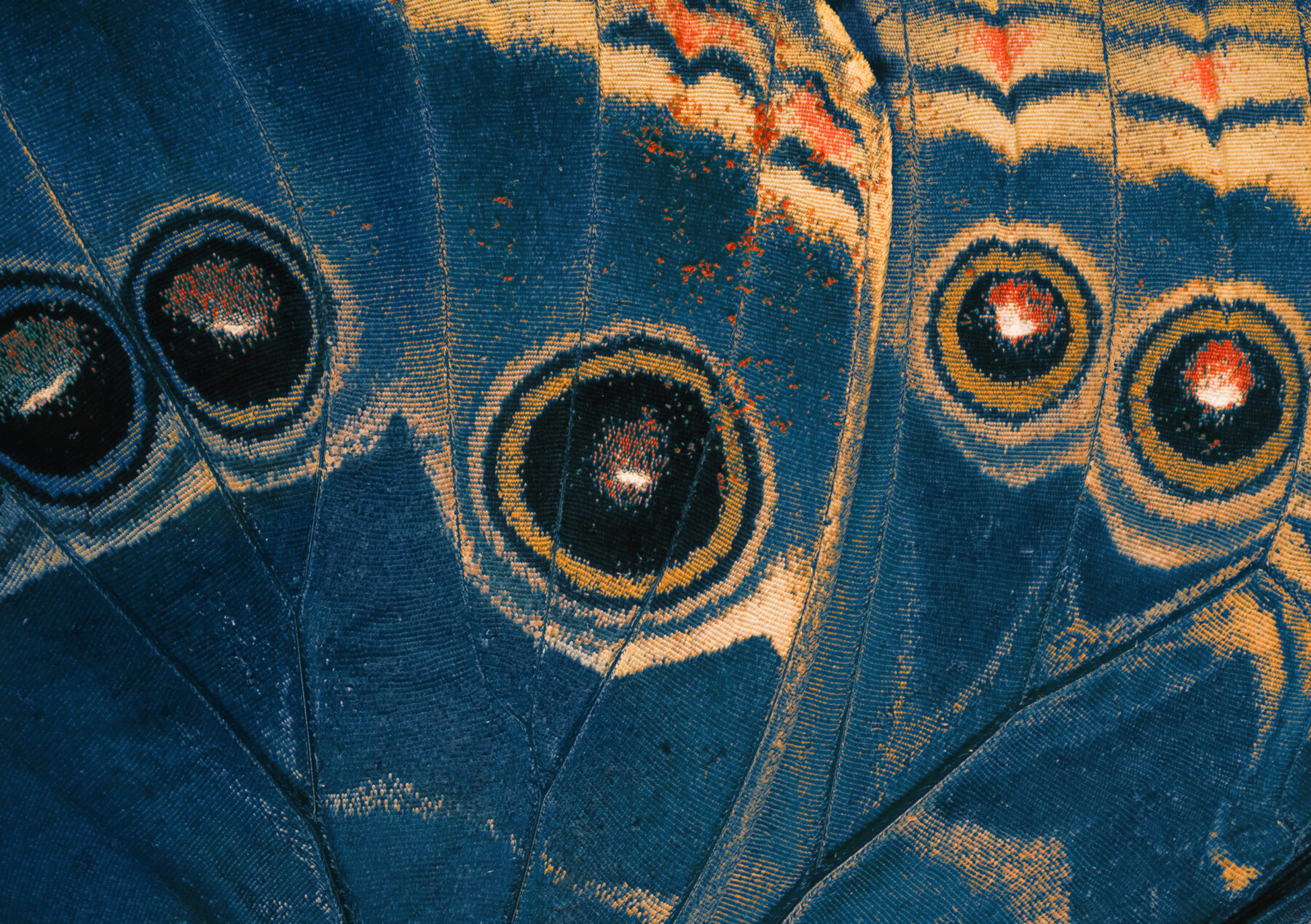 TNFD publishes draft guidance on nature transition planning at COP16