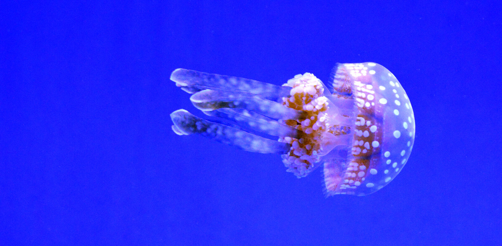 TNFD launches new capacity-building platform to scale market confidence and capabilities on ...