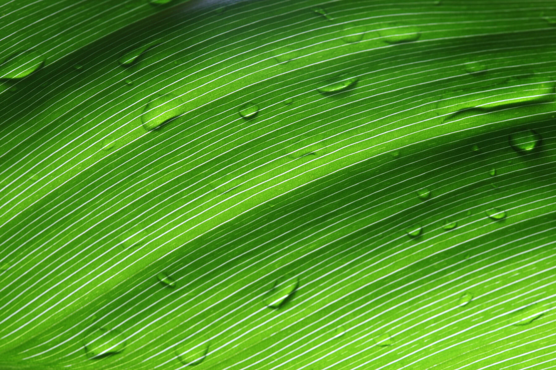 TNFD releases recommendations for upgrading nature data for market ...